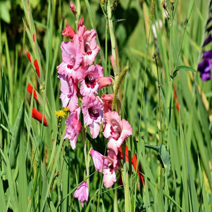 Gladiolus Flower Cultivation In India | Best Flower Site
